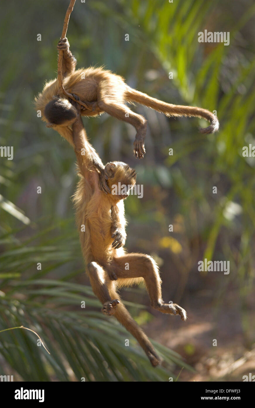 Weeping Capuchin (Cebus olivaceus), two cubs playing hanging on branch ...