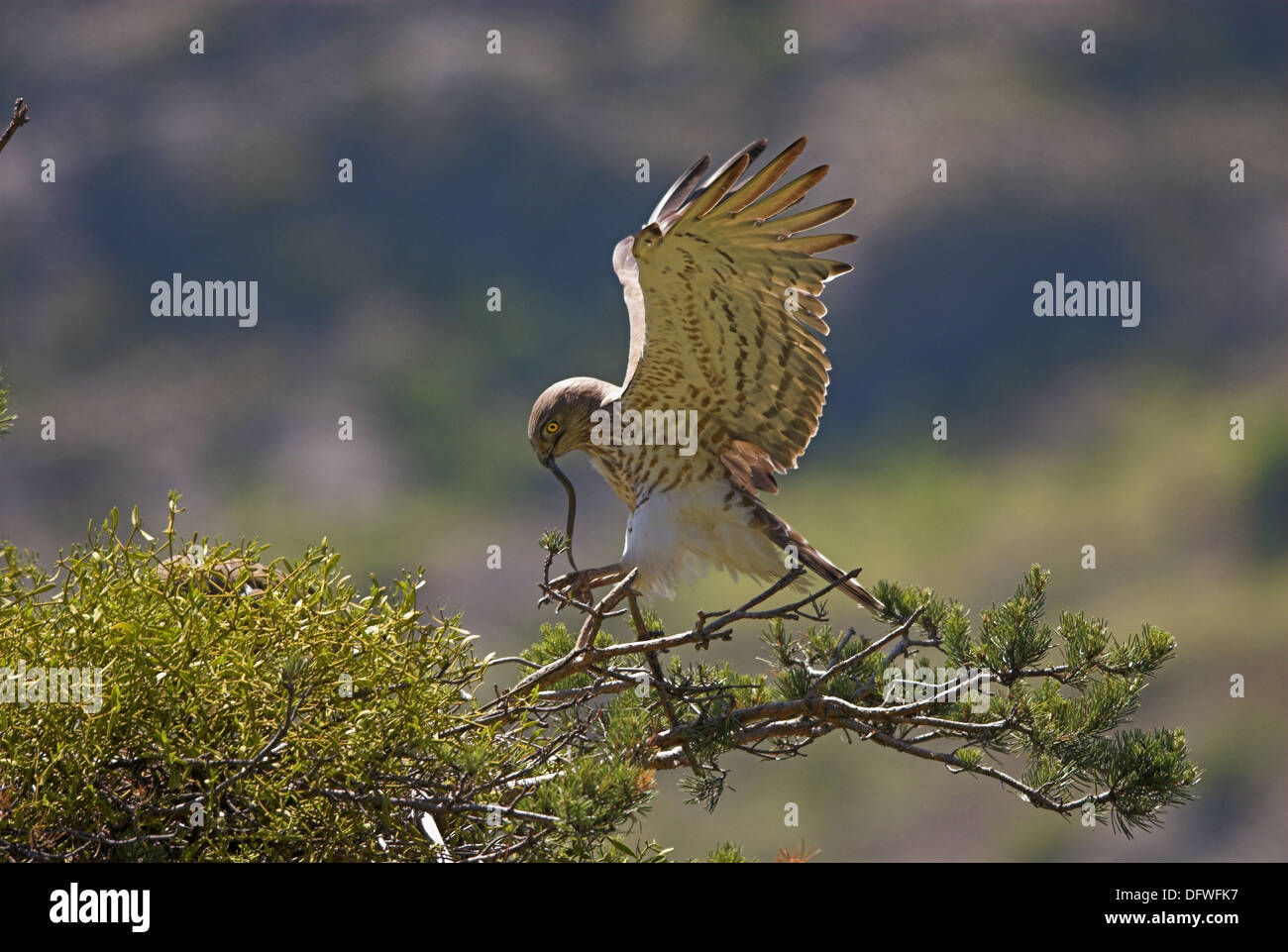 Circaetus gallicus nest hi-res stock photography and images - Alamy