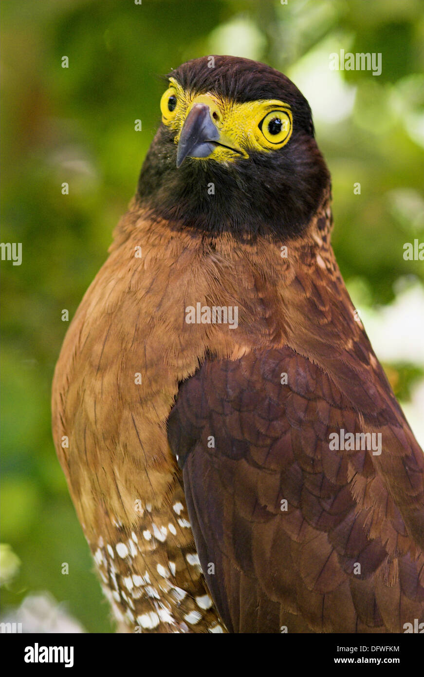 Sulawesi serpent eagle hi-res stock photography and images - Alamy