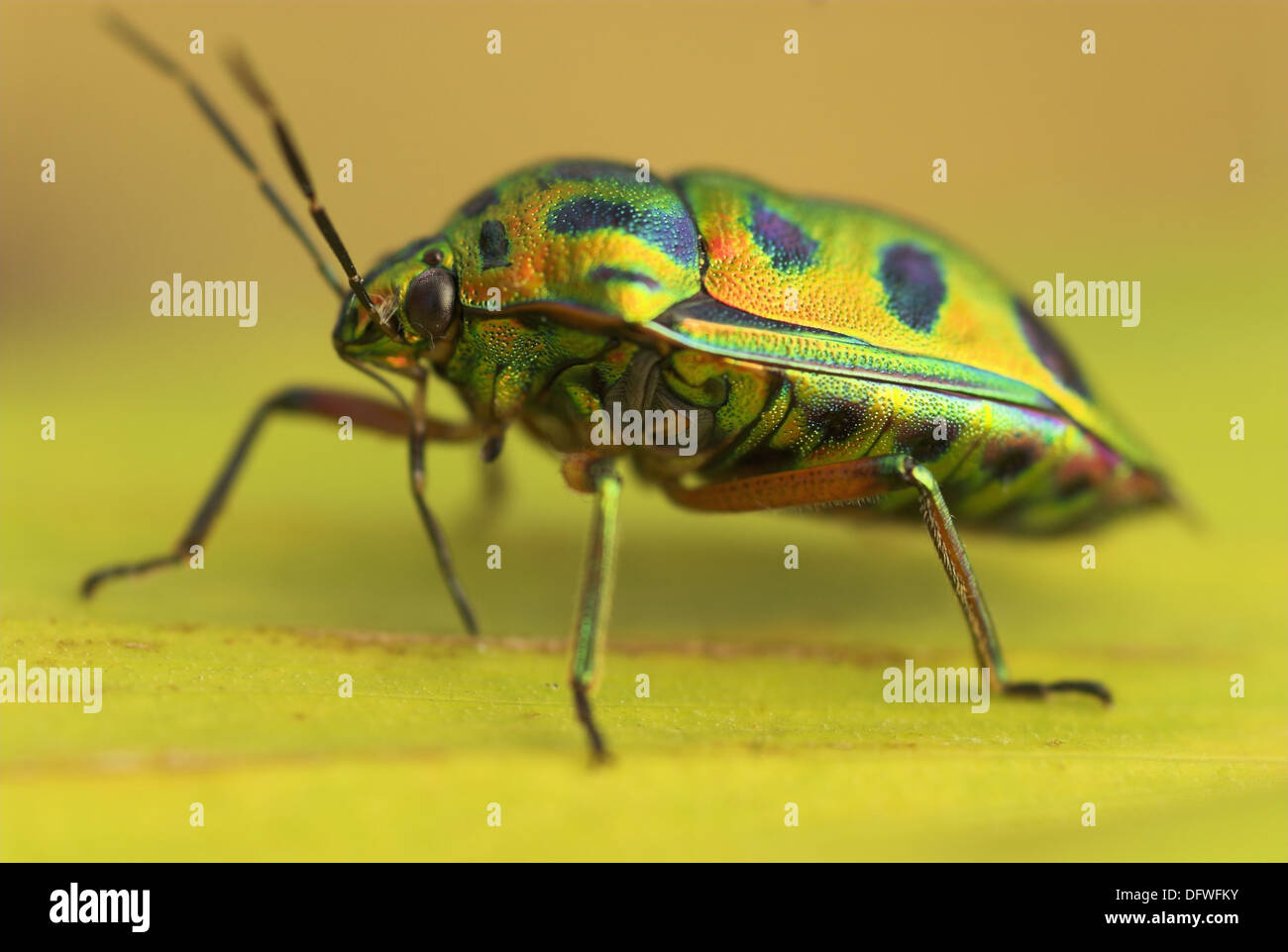 Tropical Shield Bug (family Scutelleridae), colours of tropics ...