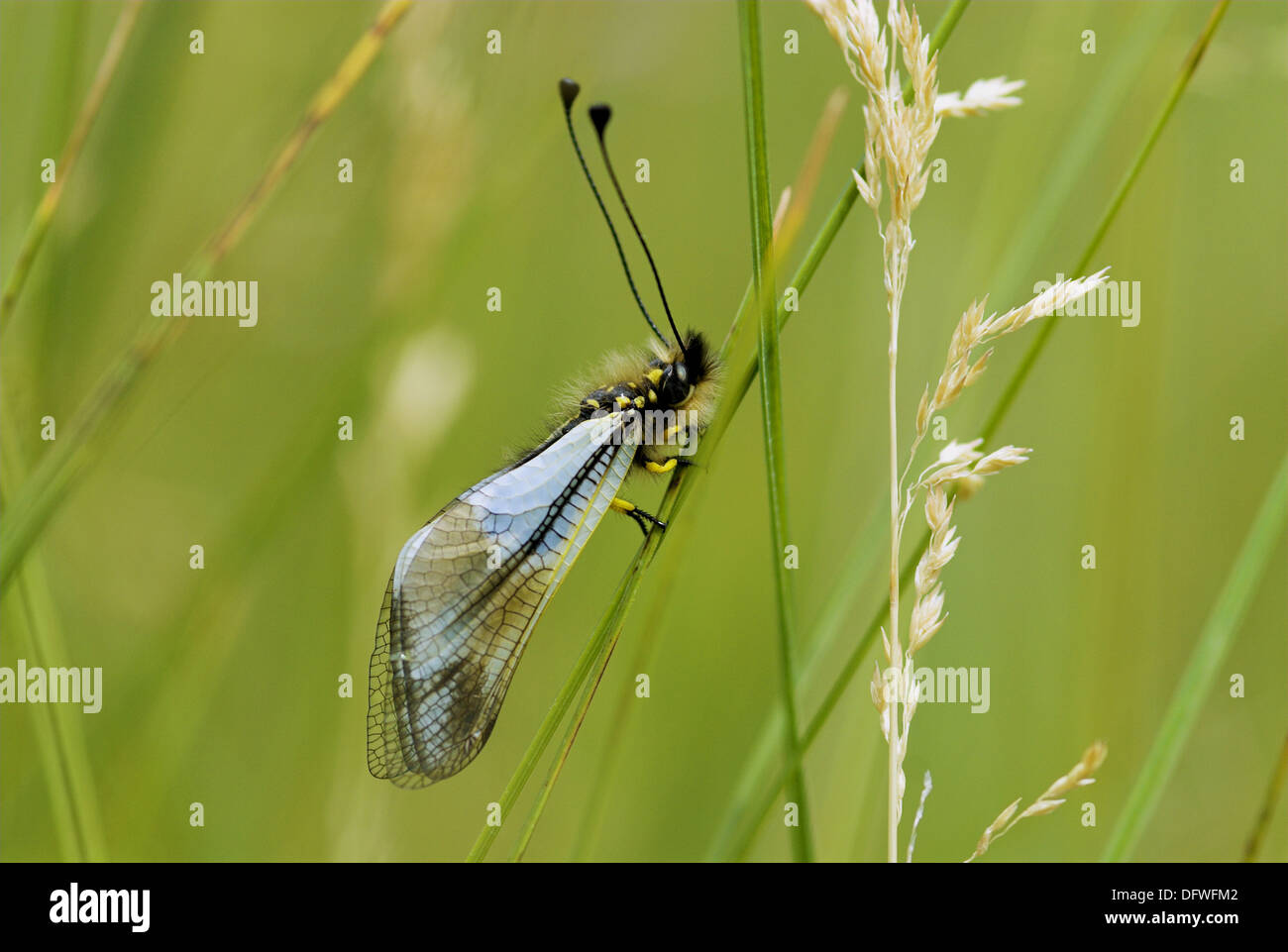 Butterfly lion hi-res stock photography and images - Alamy