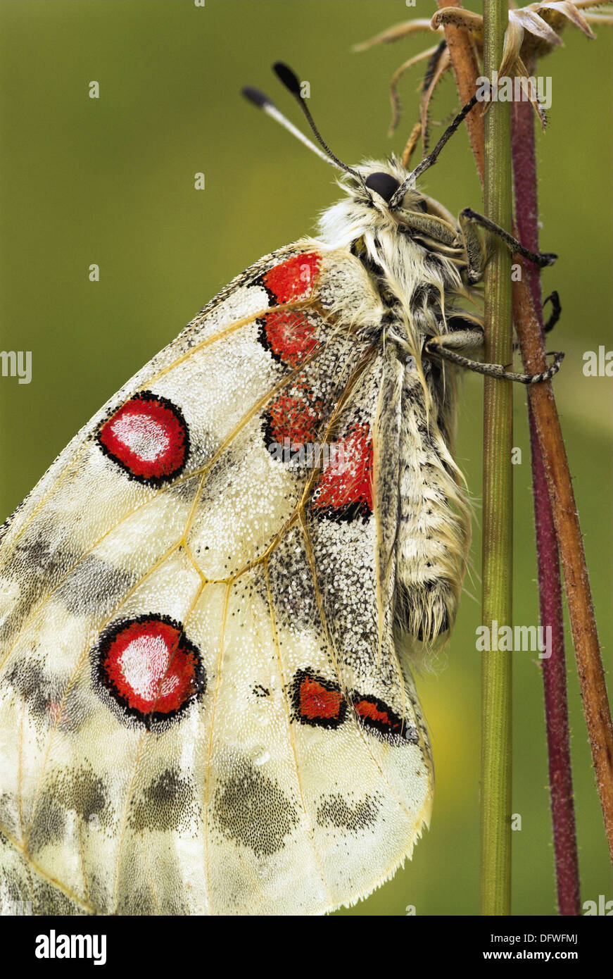 Apollon butterfly hi-res stock photography and images - Alamy