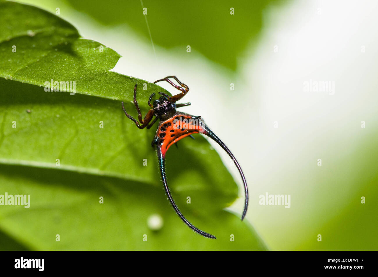 Curved spiny spider gasteracantha arcuata hi-res stock photography and ...