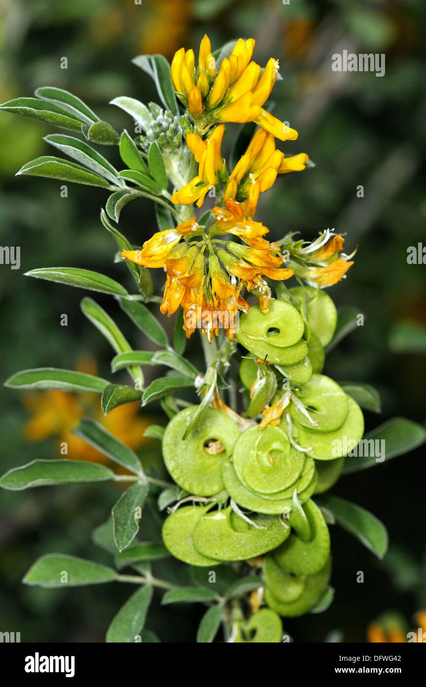 Medicago sp hi-res stock photography and images - Alamy