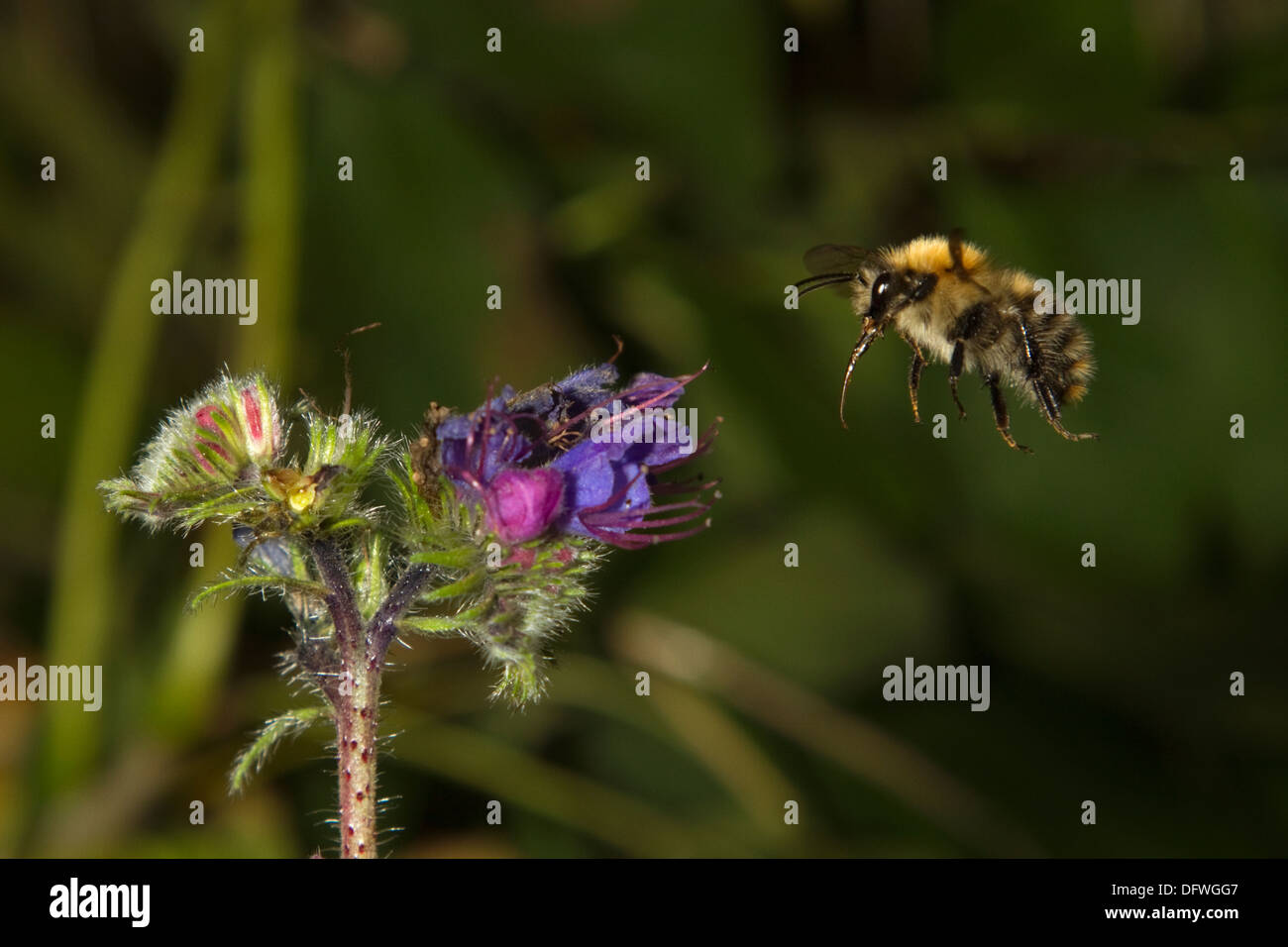 Bee in flight hi-res stock photography and images - Alamy