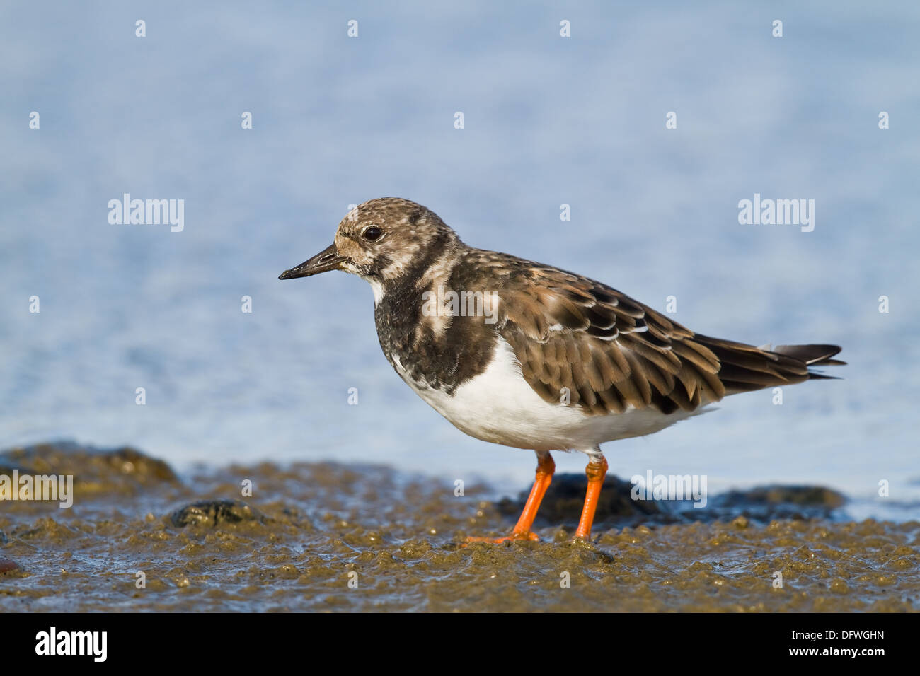 Winter Turnstone Plumage High Resolution Stock Photography and Images ...