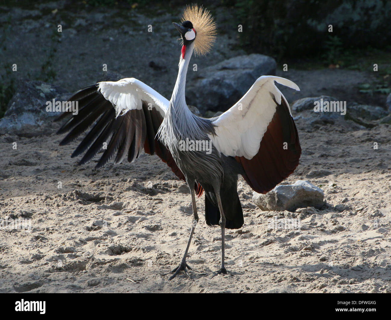 Black crowned crane dance hi-res stock photography and images - Alamy