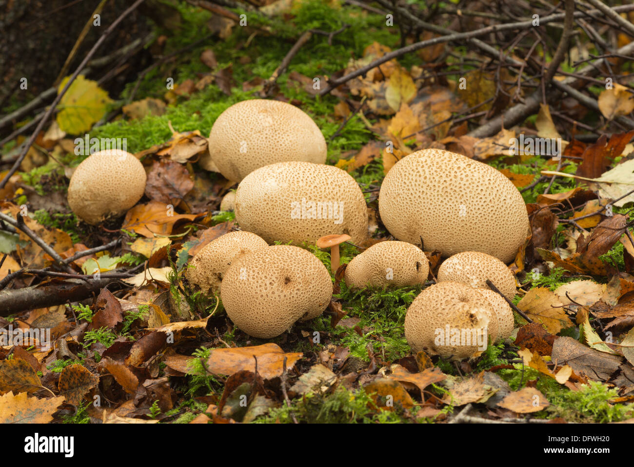 Leopard earth ball fungus scleroderma hi-res stock photography and ...