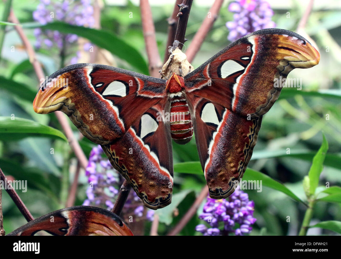 Atlas Moth Close Up High Resolution Stock Photography and Images - Alamy