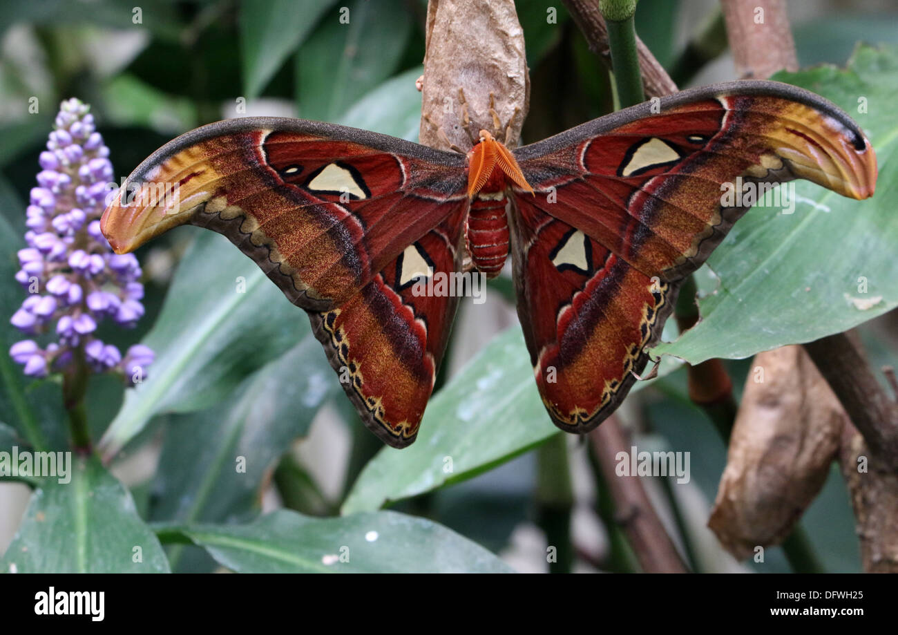 Attacus atlas moth in hi-res stock photography and images - Alamy