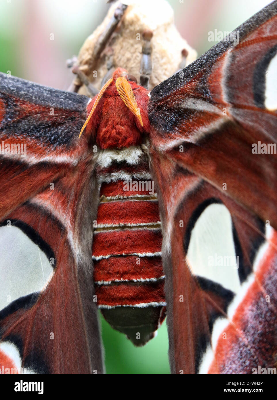 Atlas de mariposa hi-res stock photography and images - Alamy