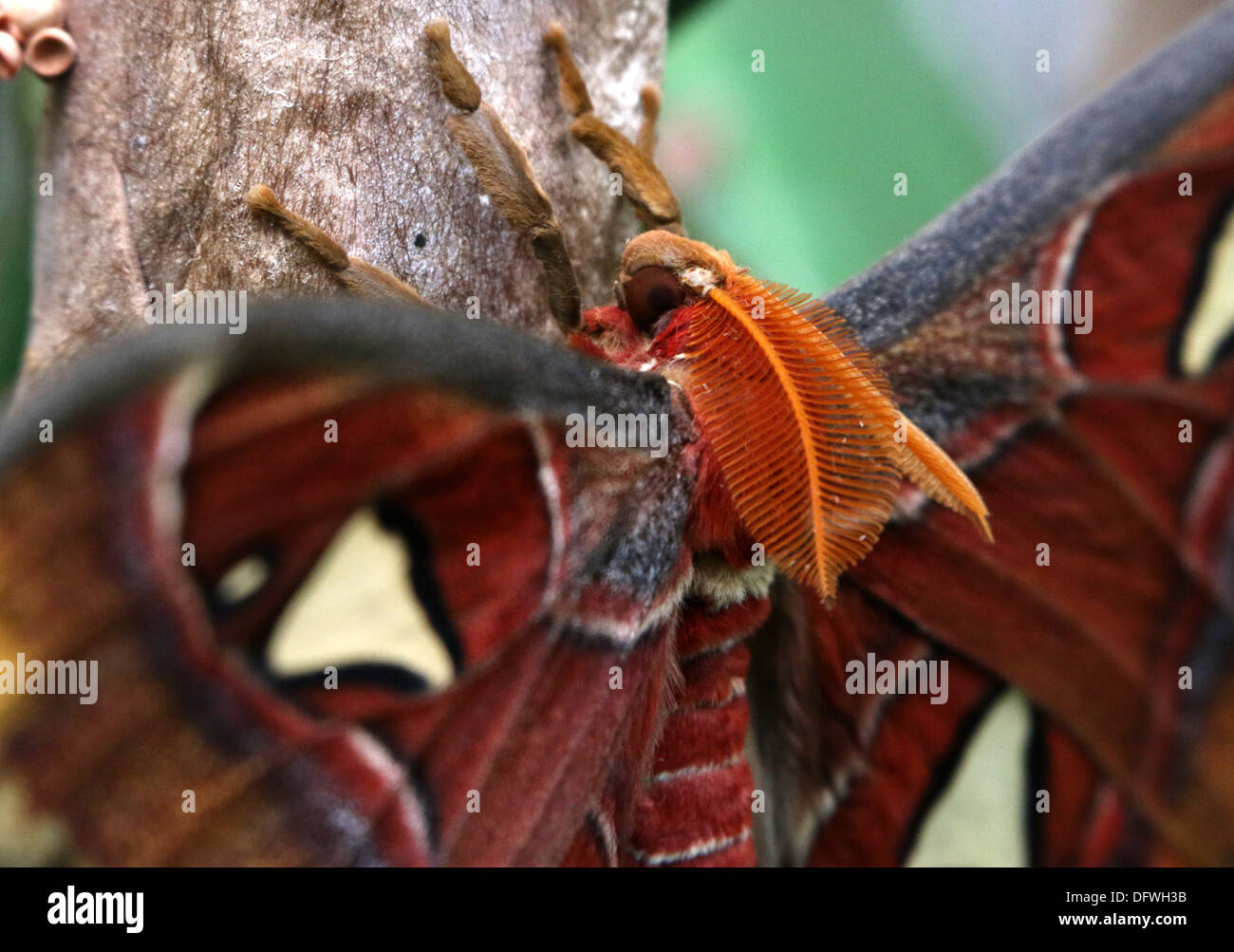 Moth attacus atlas hi-res stock photography and images - Alamy