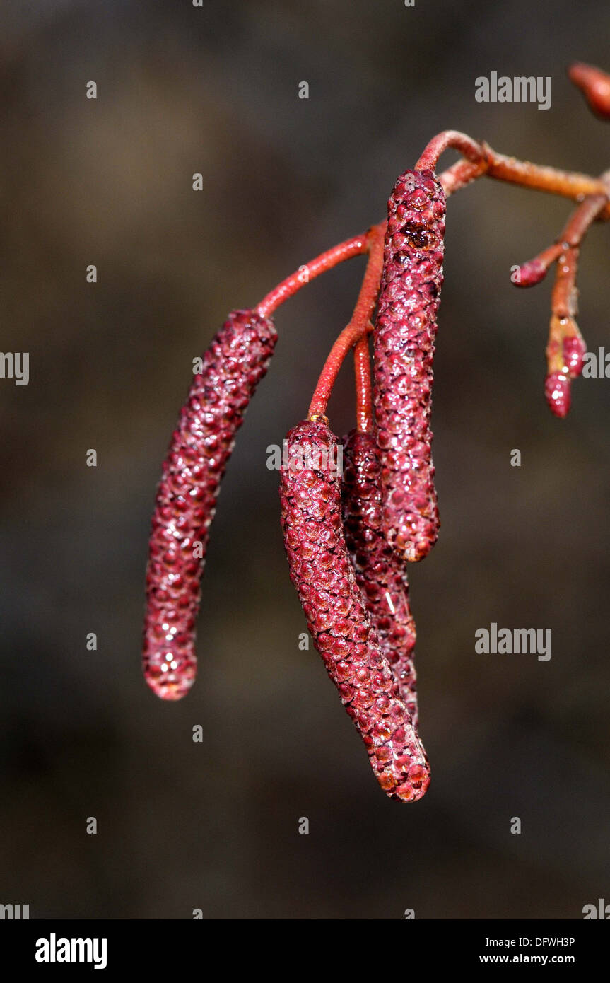 Alder tree pine cones hi-res stock photography and images - Alamy