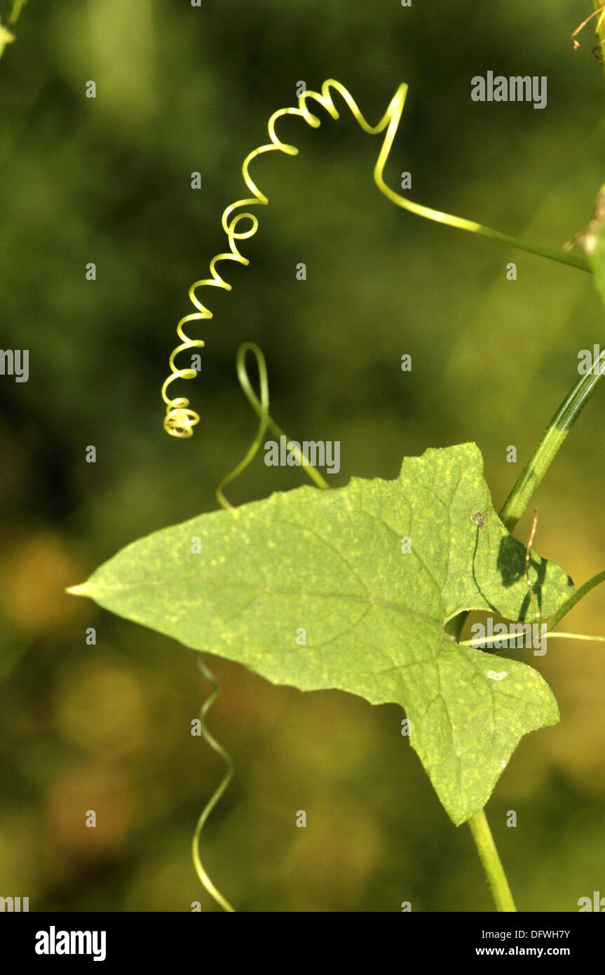 Plant climbing stem bryonia dioica hi-res stock photography and images ...