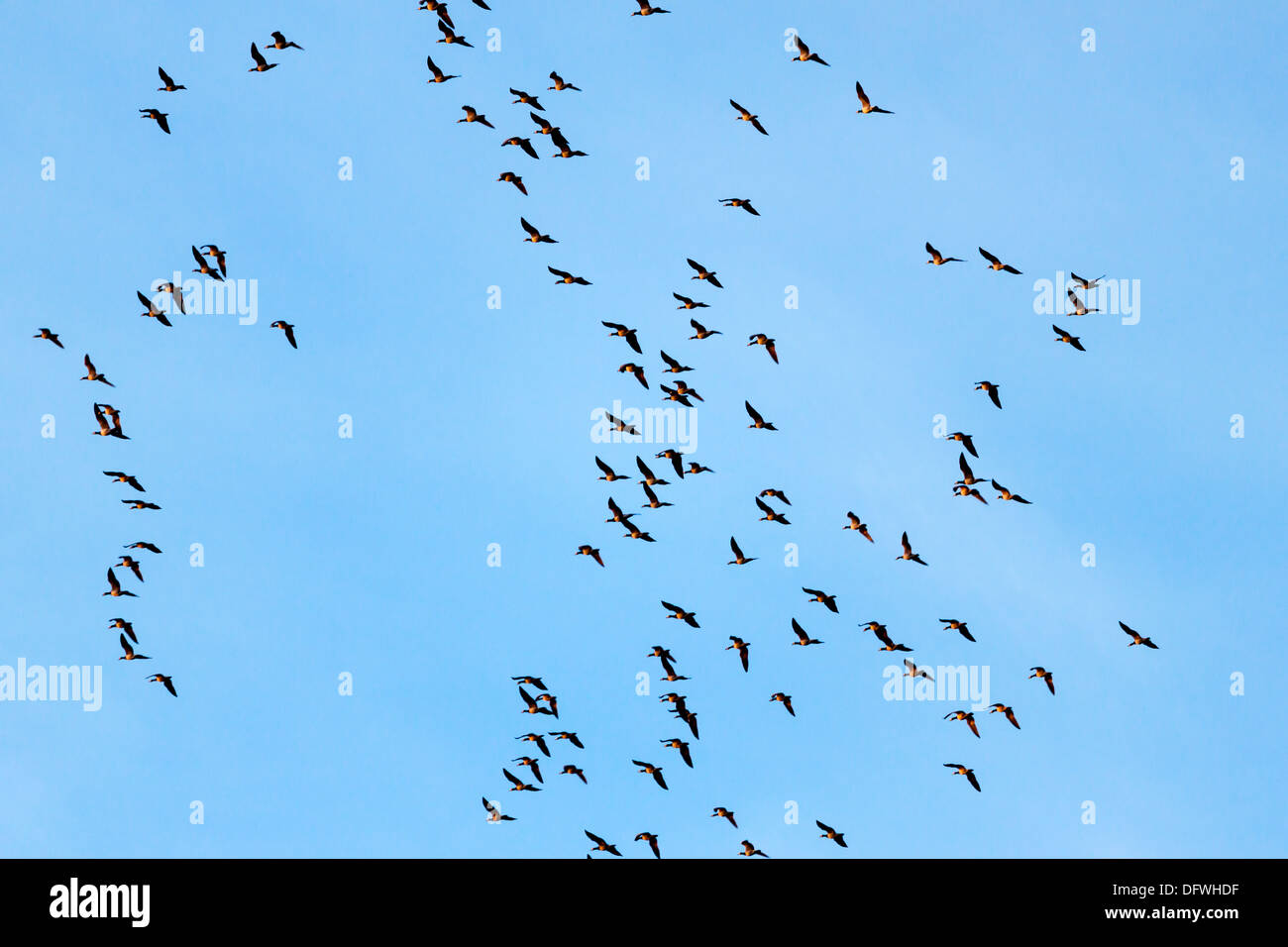 North south migration birds hi-res stock photography and images - Alamy
