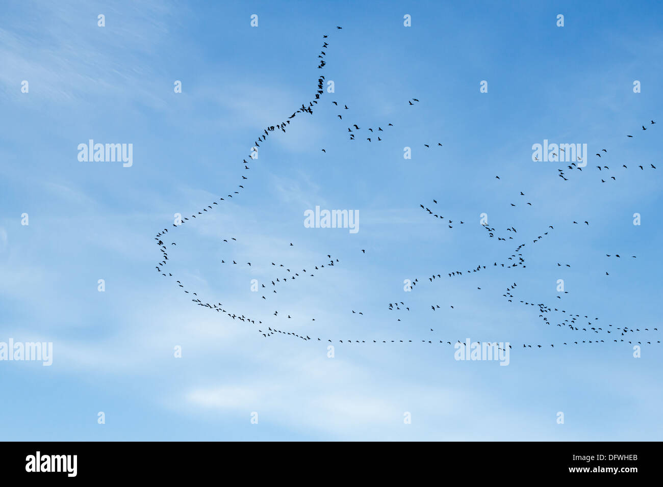 North south migration birds hi-res stock photography and images - Alamy
