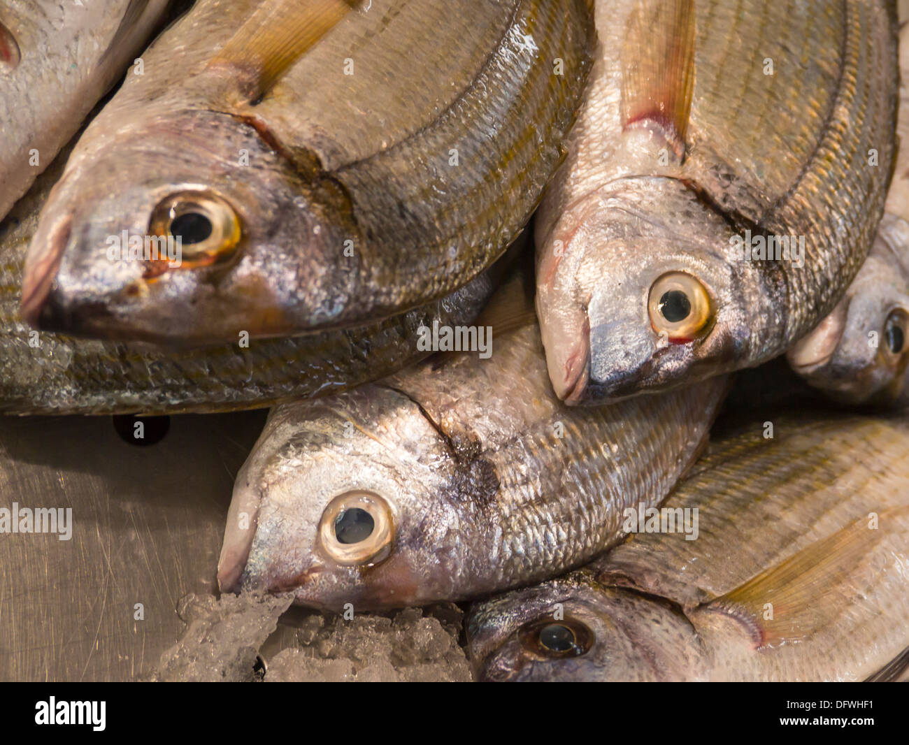 Silver Scaled Fish High Resolution Stock Photography and Images - Alamy