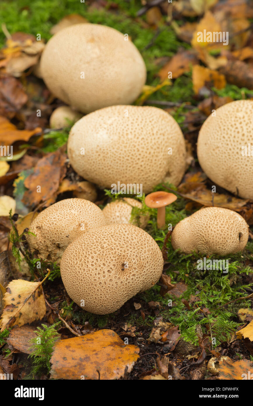 Leopard earth ball fungus scleroderma hi-res stock photography and ...