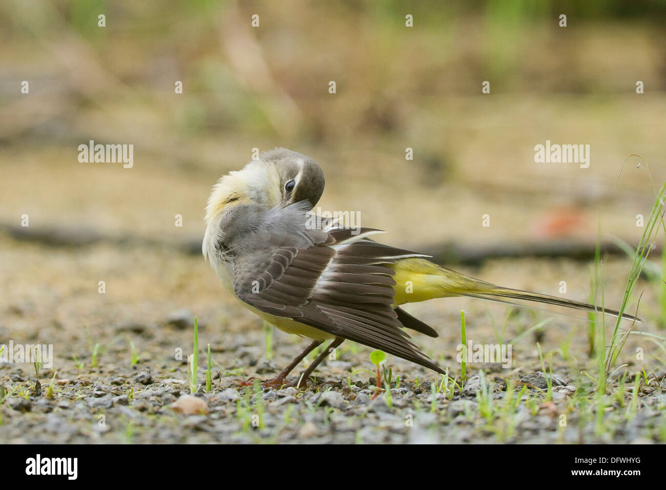 Preening tail hi-res stock photography and images - Alamy