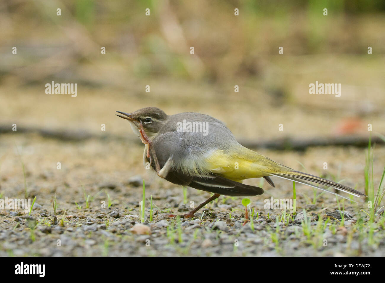Scratching ground hi-res stock photography and images - Alamy