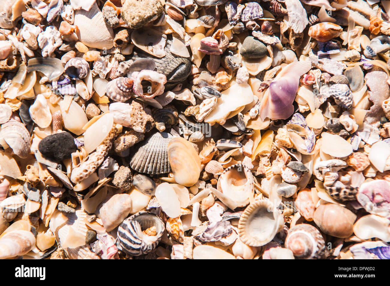 Australia shells seashells hi-res stock photography and images - Alamy