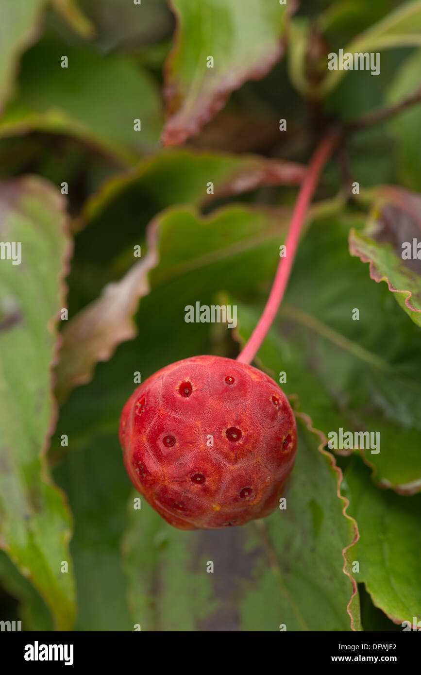extremely unusual alien almost looking red pink fruit fruits of Kousa ...