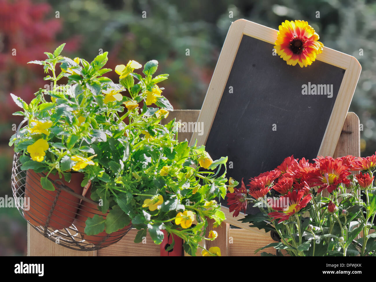 slate with fall flower pots and gardening tools Stock Photo - Alamy