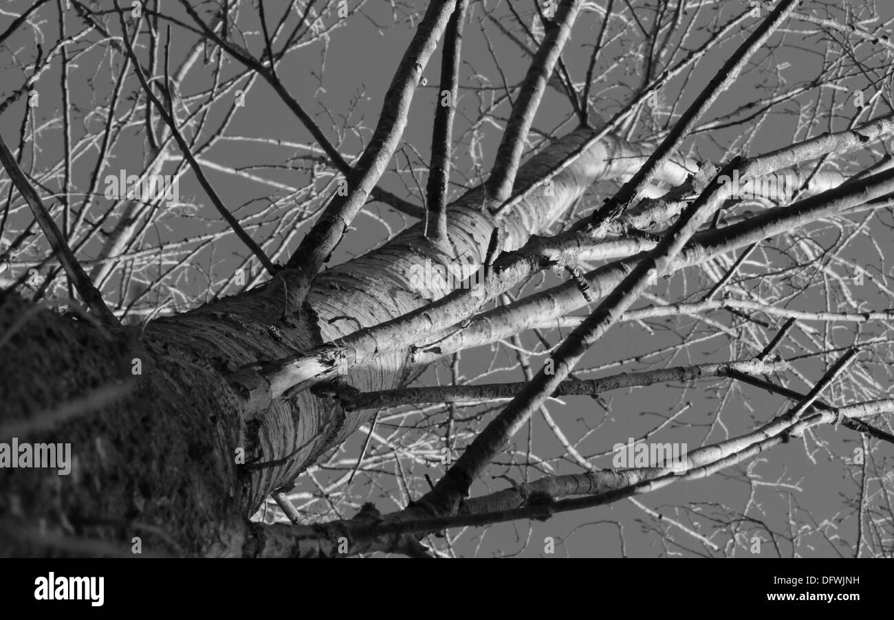 Abstract tree looking up through bare branches Stock Photo - Alamy