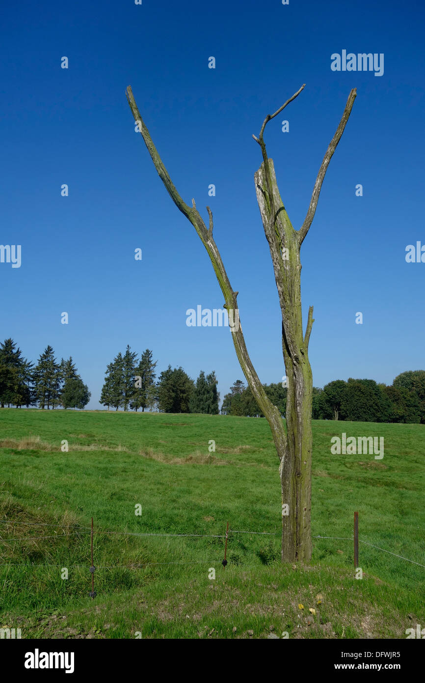 Danger tree, WWI landmark at First World War One battlefield, Canadian ...