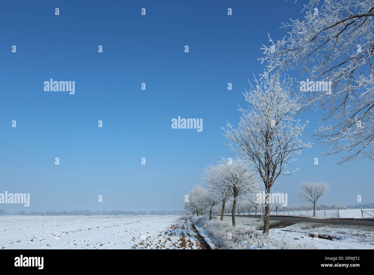 Winter scene vivid blue sky with white trees Stock Photo - Alamy