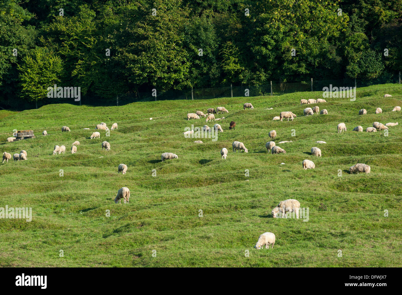 Sheep grazing in preserved First World War One battlefield showing WW1 ...