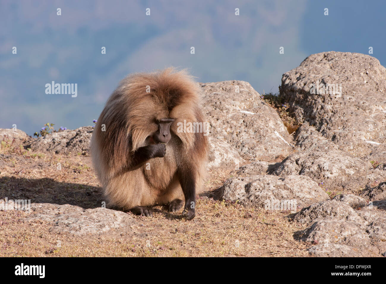Ethiopian baboon hi-res stock photography and images - Alamy