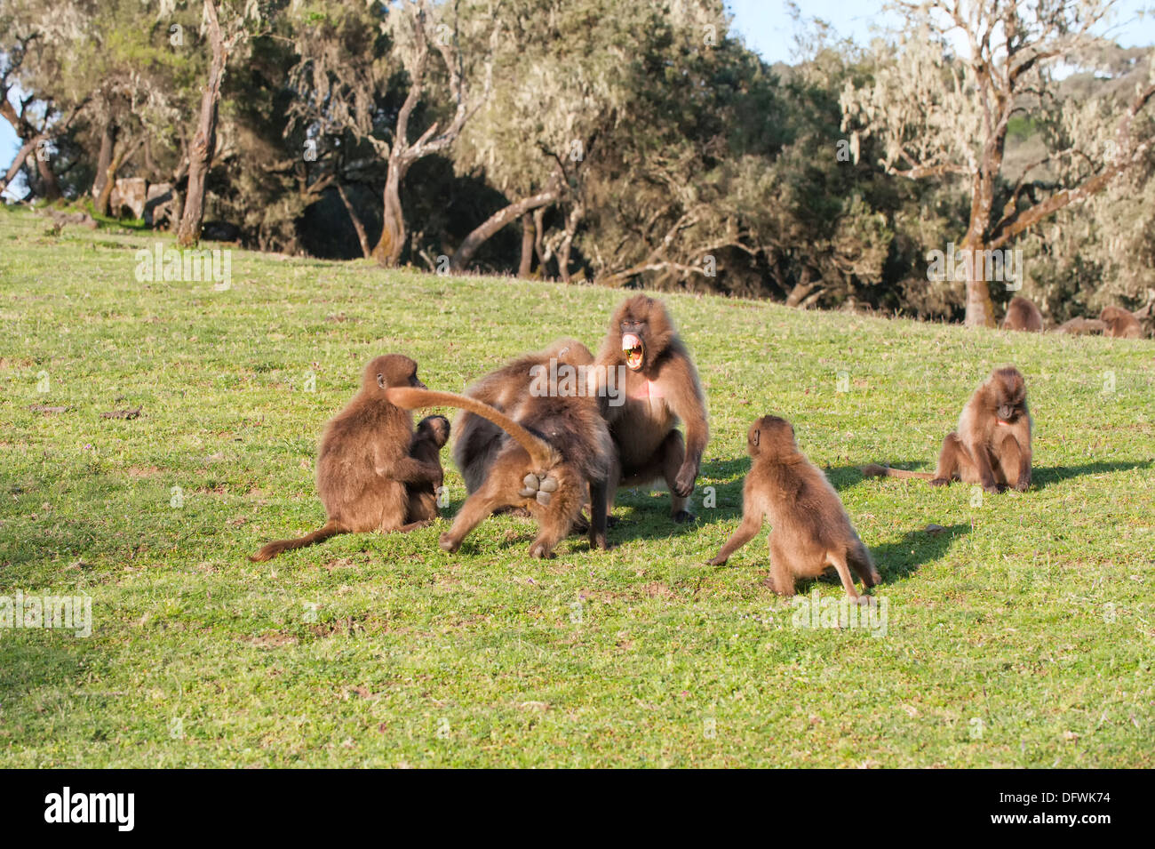 Ethiopian baboon monkey hi-res stock photography and images - Alamy