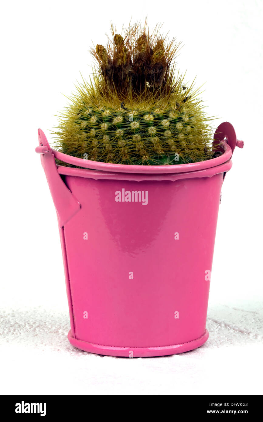 Pink can hi-res stock photography and images - Alamy