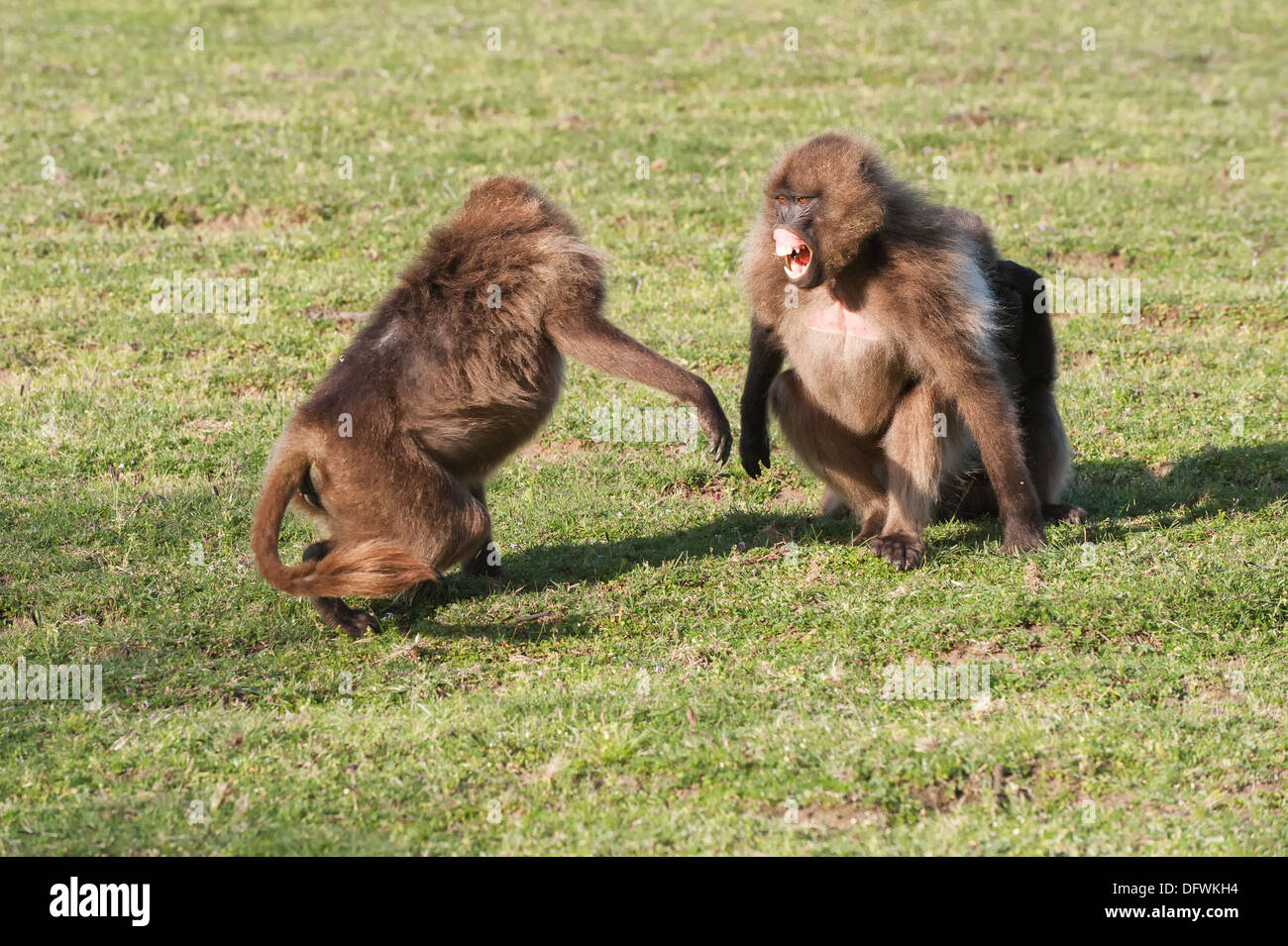 Gelada baboon lips hi-res stock photography and images - Alamy