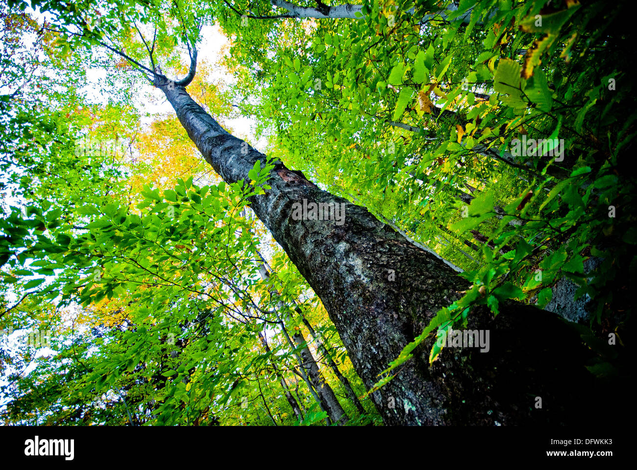 Tree in the forest Stock Photo - Alamy