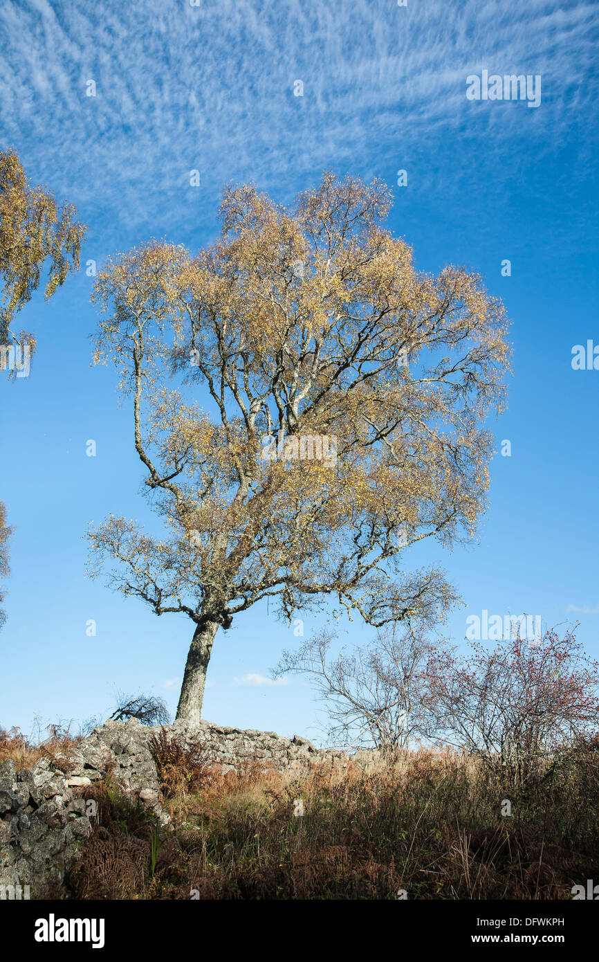 Autumn Birch Tree (Betula pendula) at the Muir of Dinnet Nature reserve ...