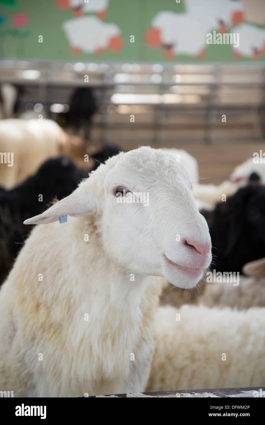 Sheep with smile hi-res stock photography and images - Alamy