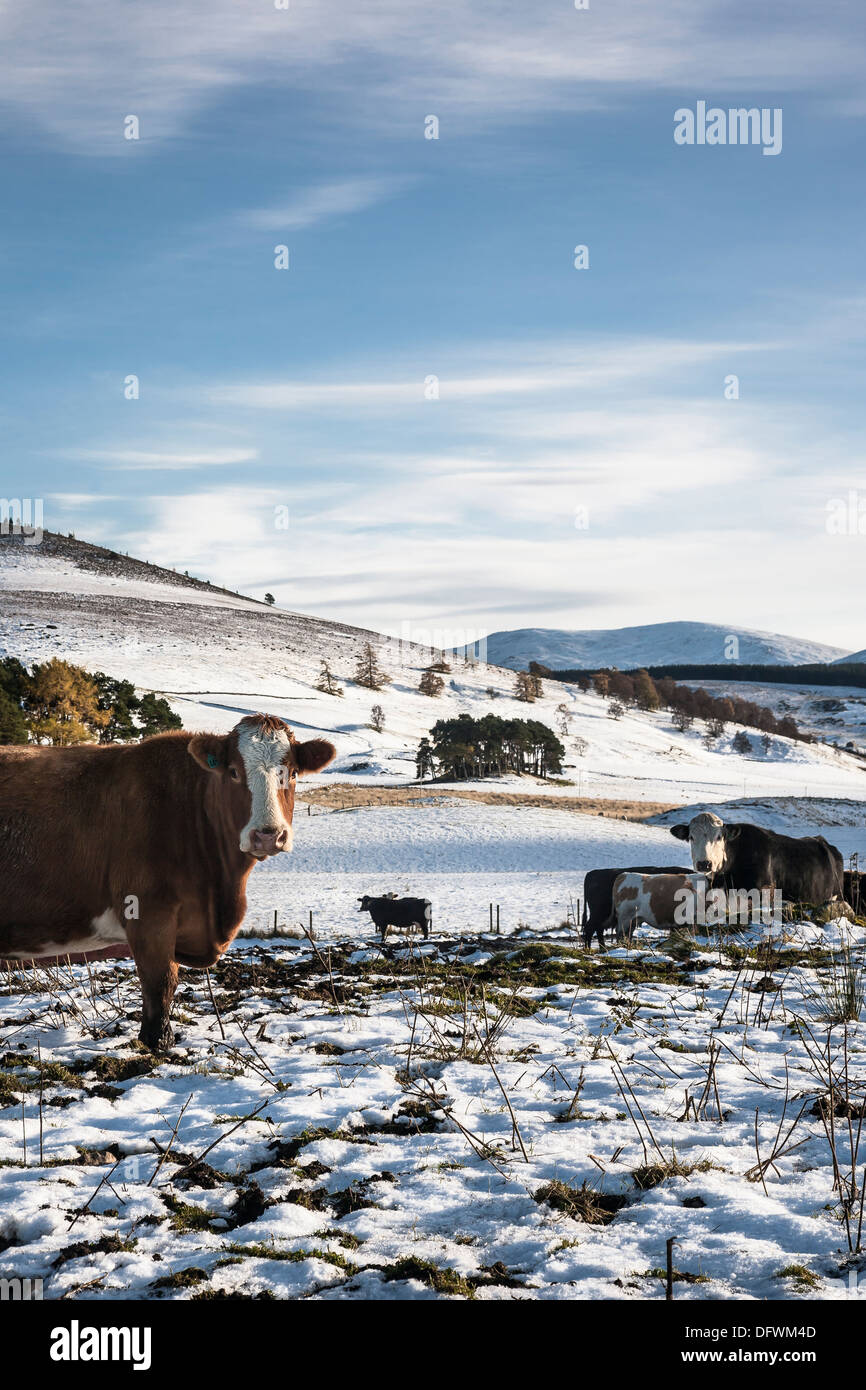 Strathdon aberdeenshire hi-res stock photography and images - Alamy