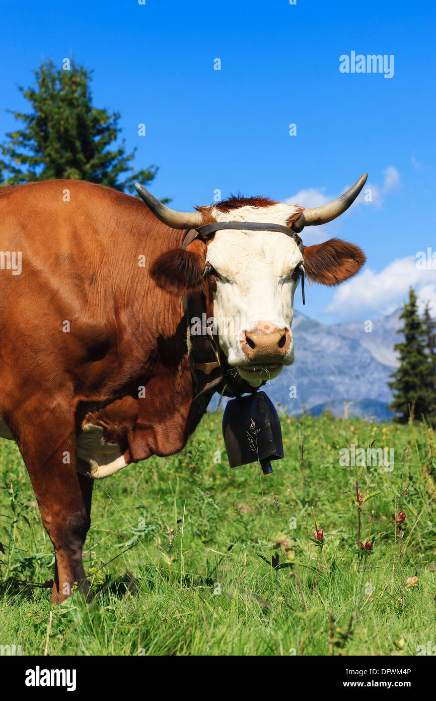 Beautiful cow hi-res stock photography and images - Alamy