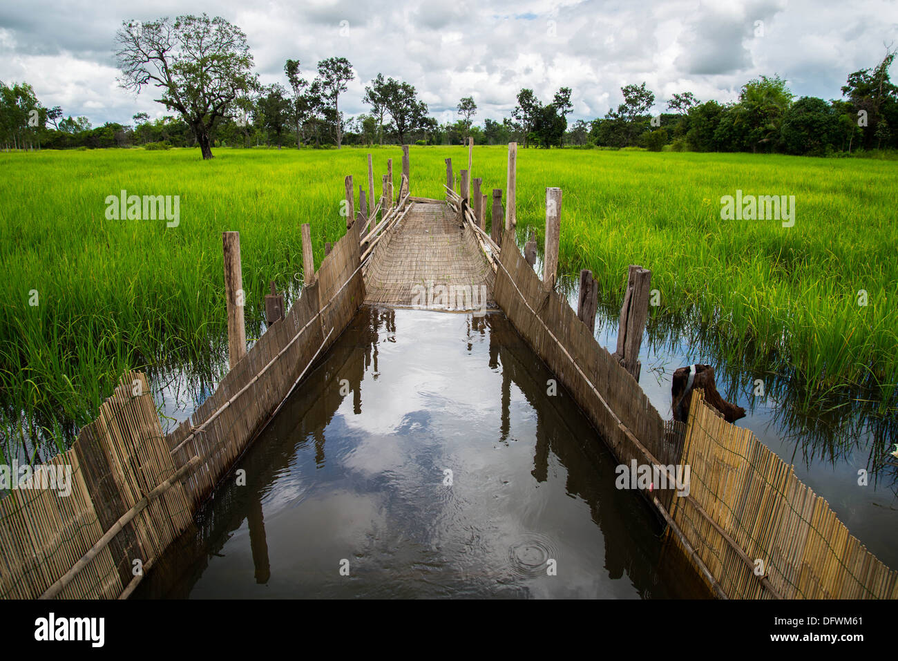 Paddy portrait hi-res stock photography and images - Alamy