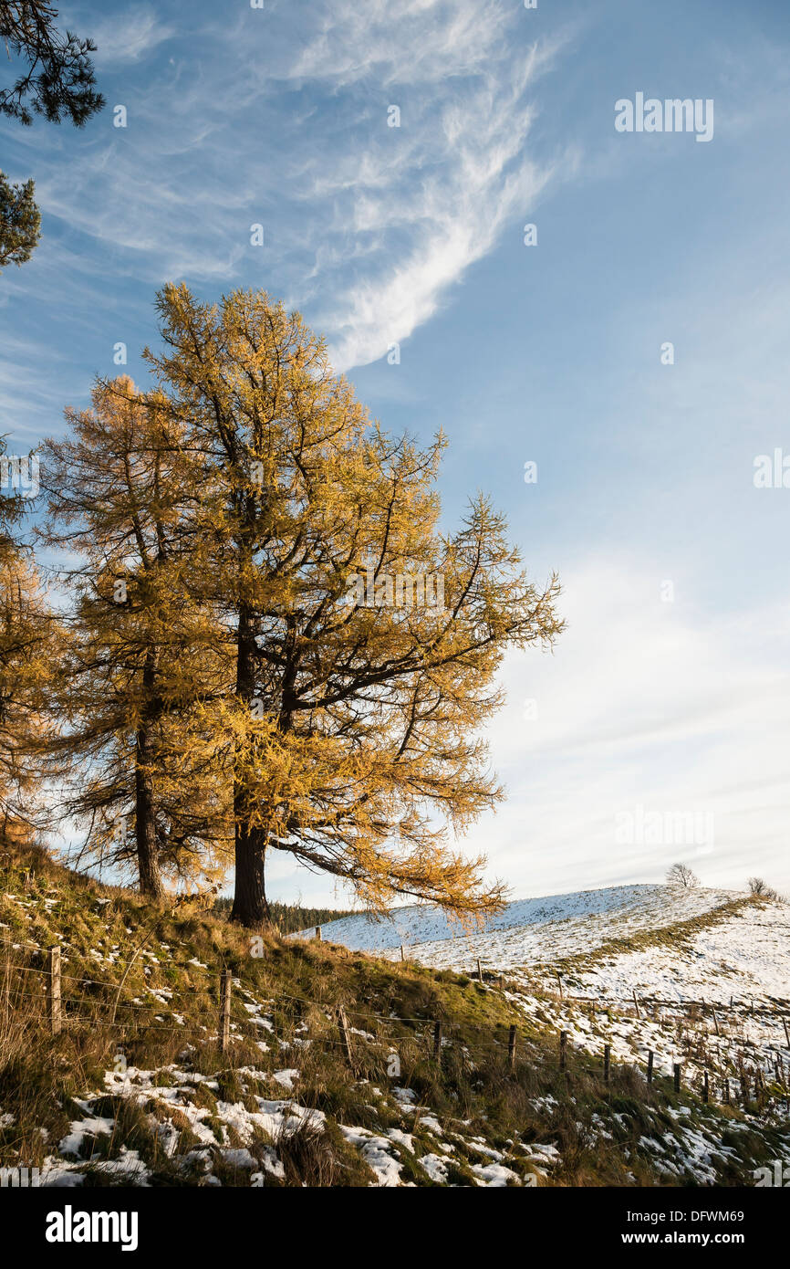 European larch larix decidua wood hi-res stock photography and images ...