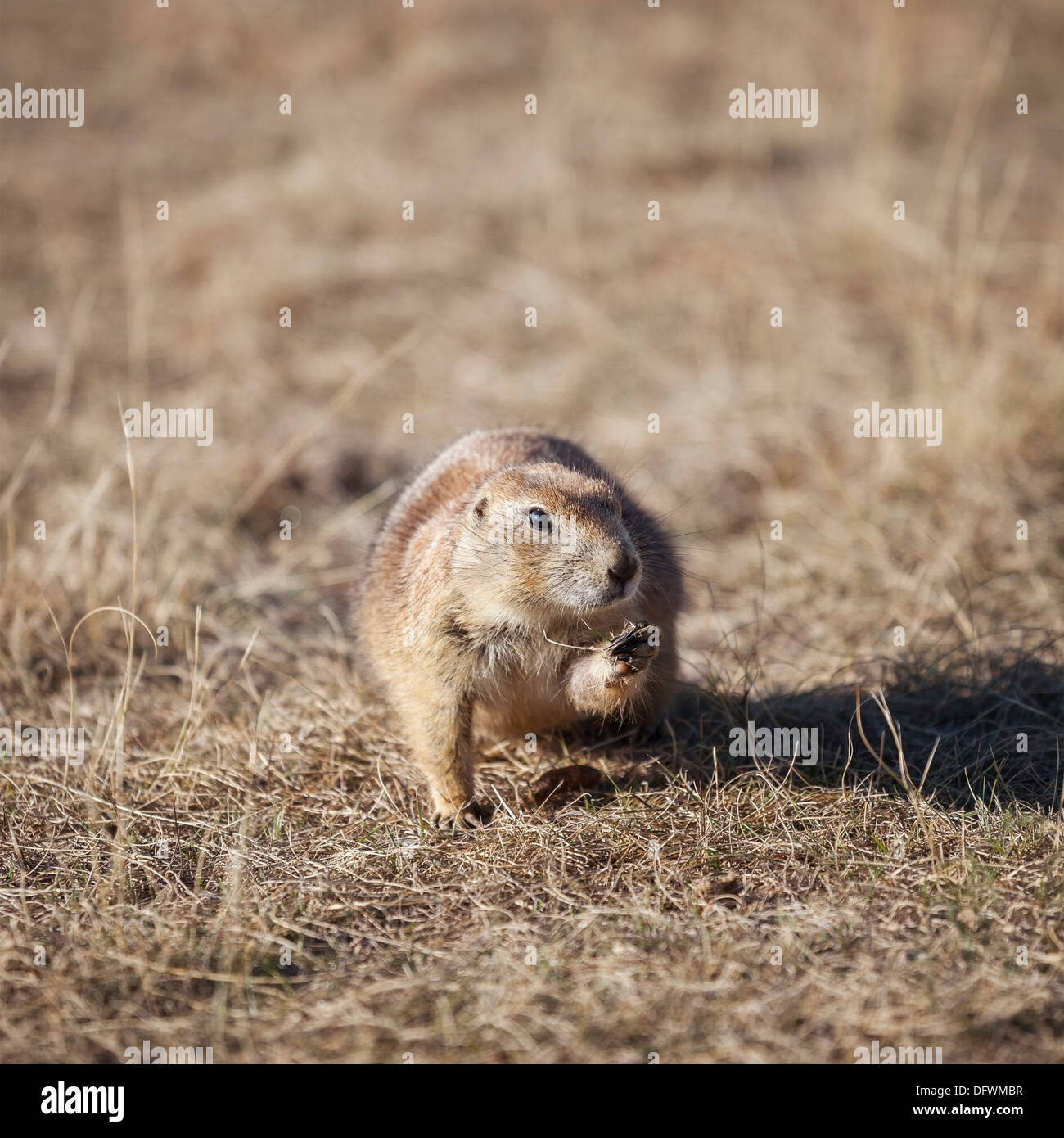 Prairie Dog at Devil's Tower National Monument, Wyoming Stock Photo - Alamy