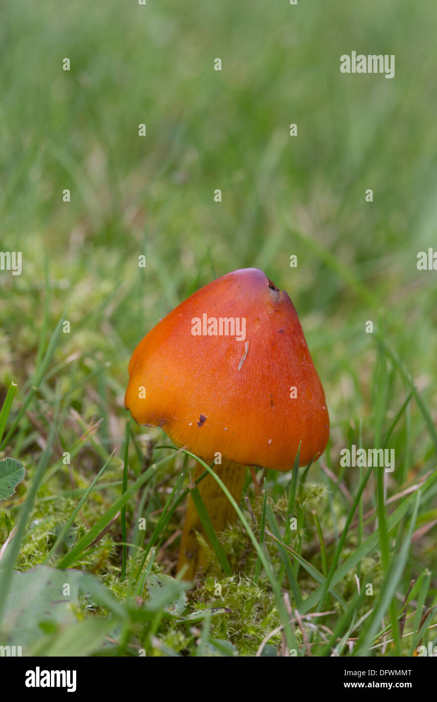Conical cap mushroom hi-res stock photography and images - Alamy