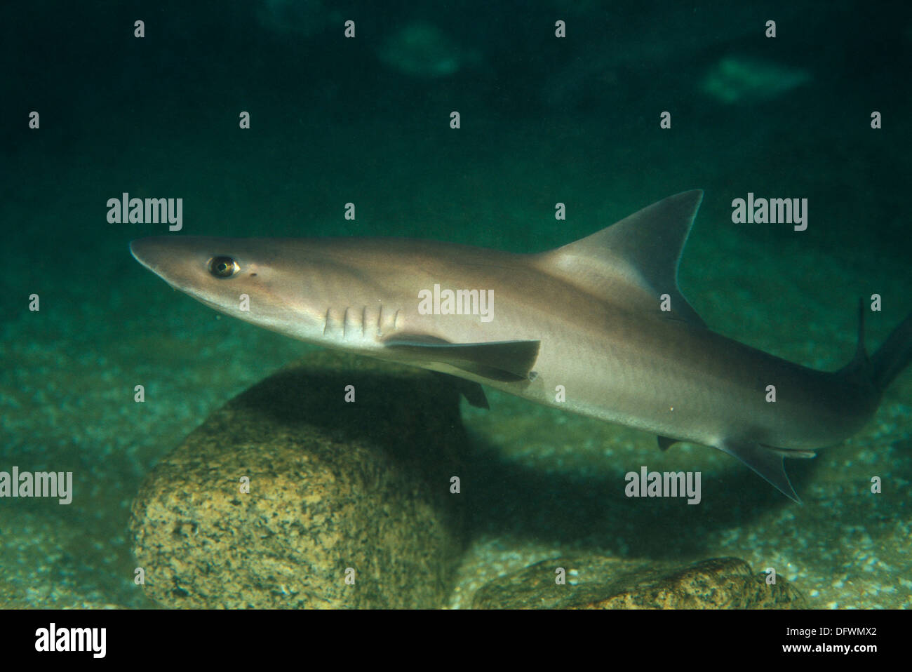 Smooth hound shark hi-res stock photography and images - Alamy