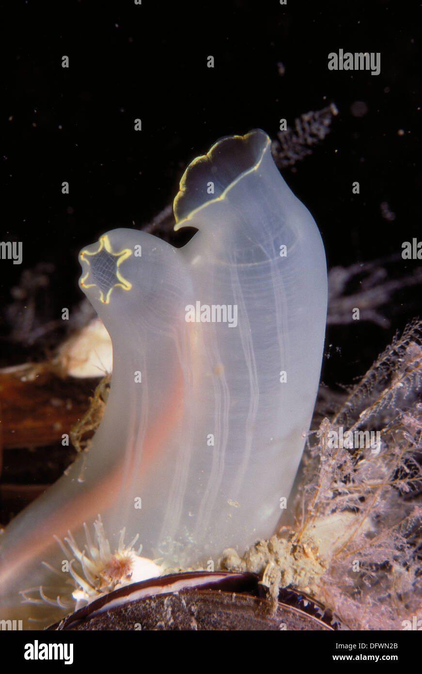 Ciona Ciona Intestinalis High Resolution Stock Photography and Images ...