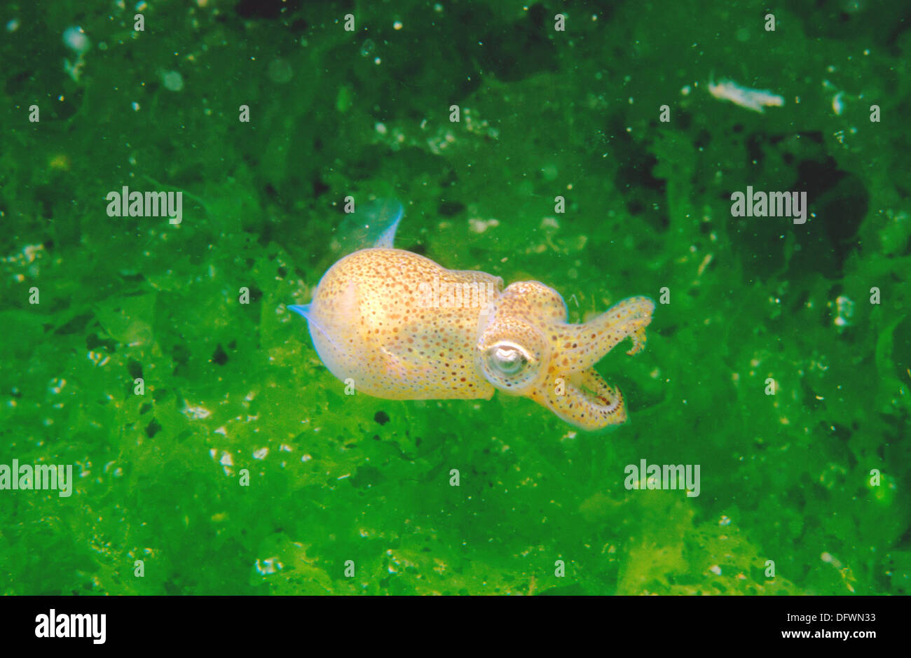 Little cuttlefish underwater hi-res stock photography and images - Alamy