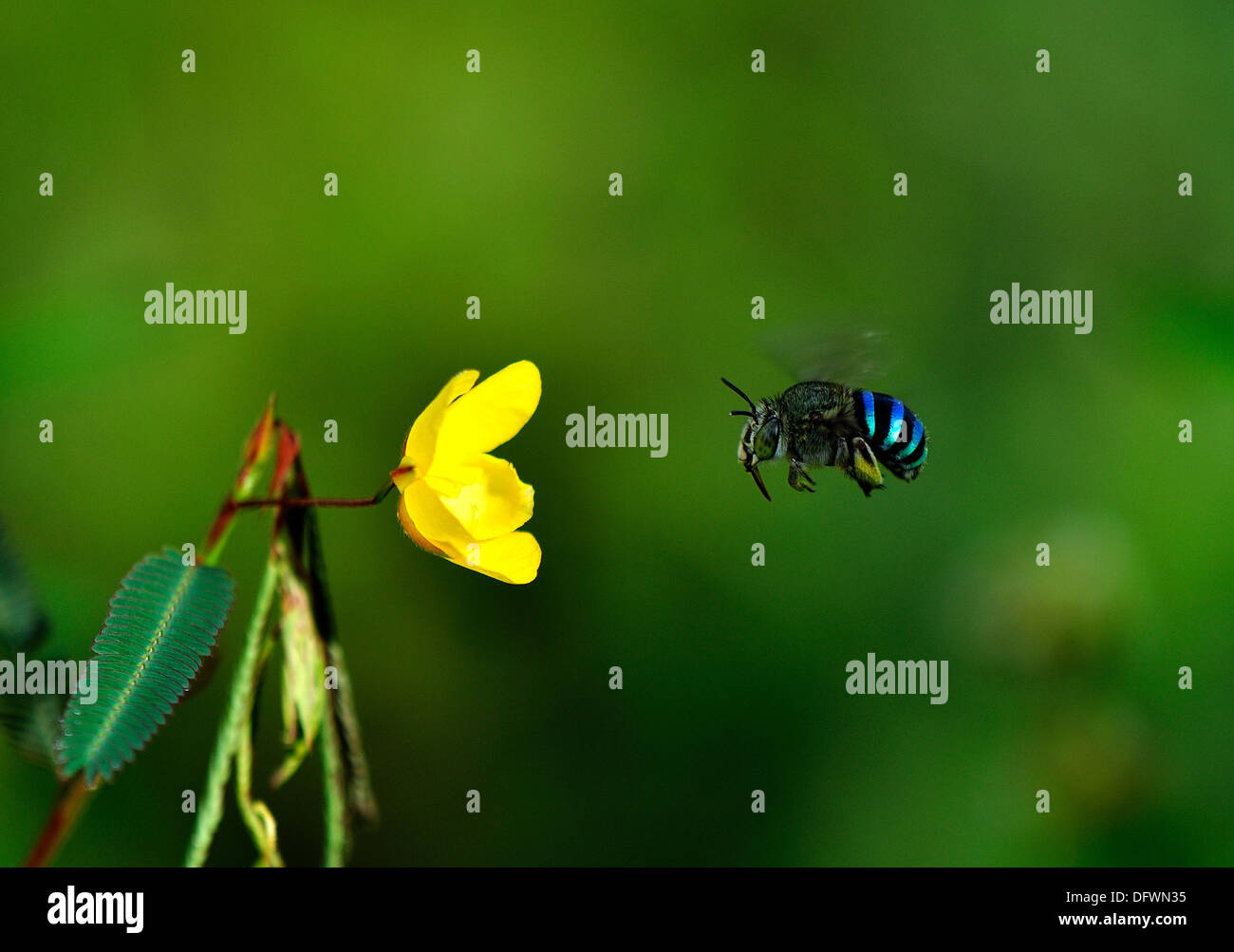 Flying and frozen bee hi-res stock photography and images - Alamy