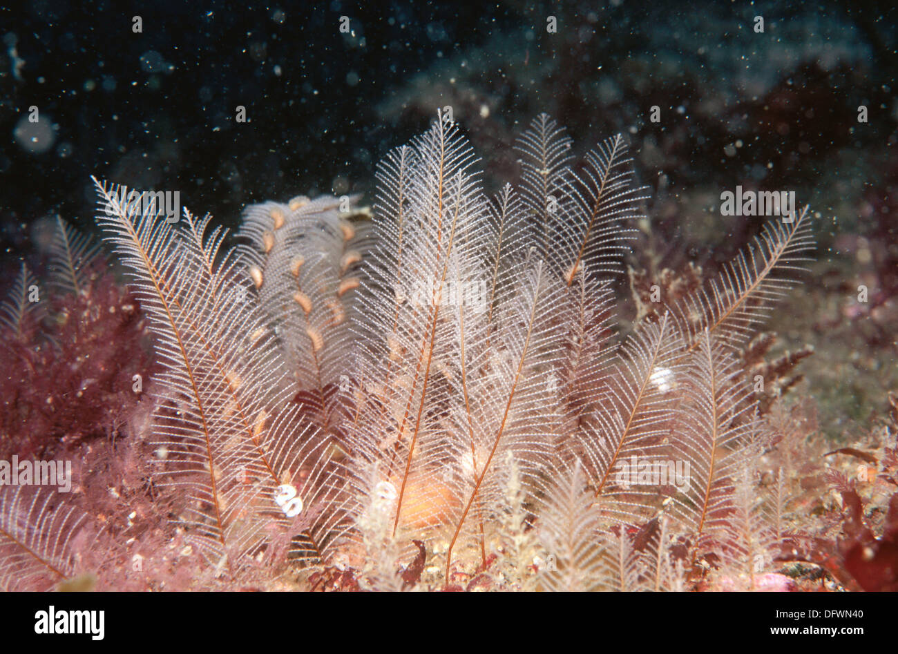 Aglaophenia hi-res stock photography and images - Alamy