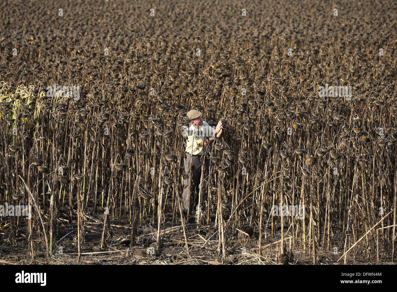 NICHOLAS WATTS CHECKING HIS CROP OF SUNFLOWERS ON HIS FARM SPALDING ...